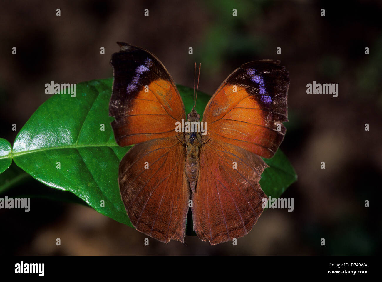 Mandraka hi-res stock photography and images - Alamy