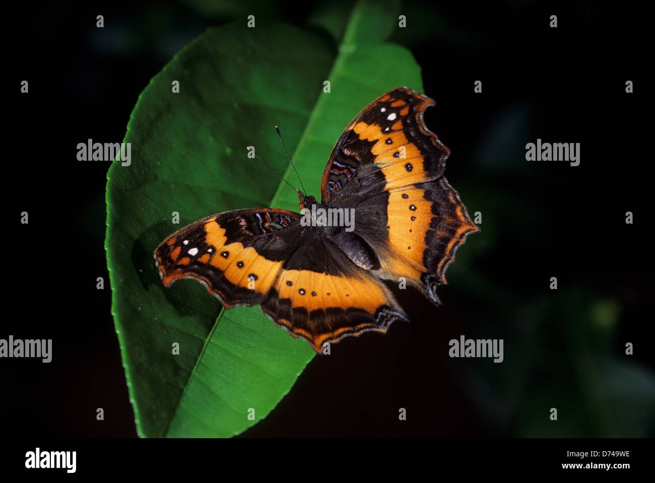 Madagascar, Near Moramanga, Mandraka, Butterfly Stock Photo - Alamy