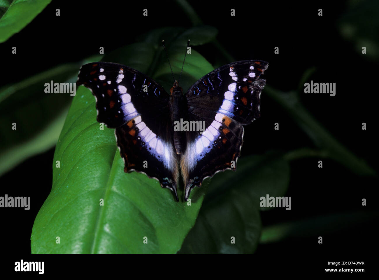 Madagascar, Near Moramanga, Mandraka, Butterfly Stock Photo - Alamy