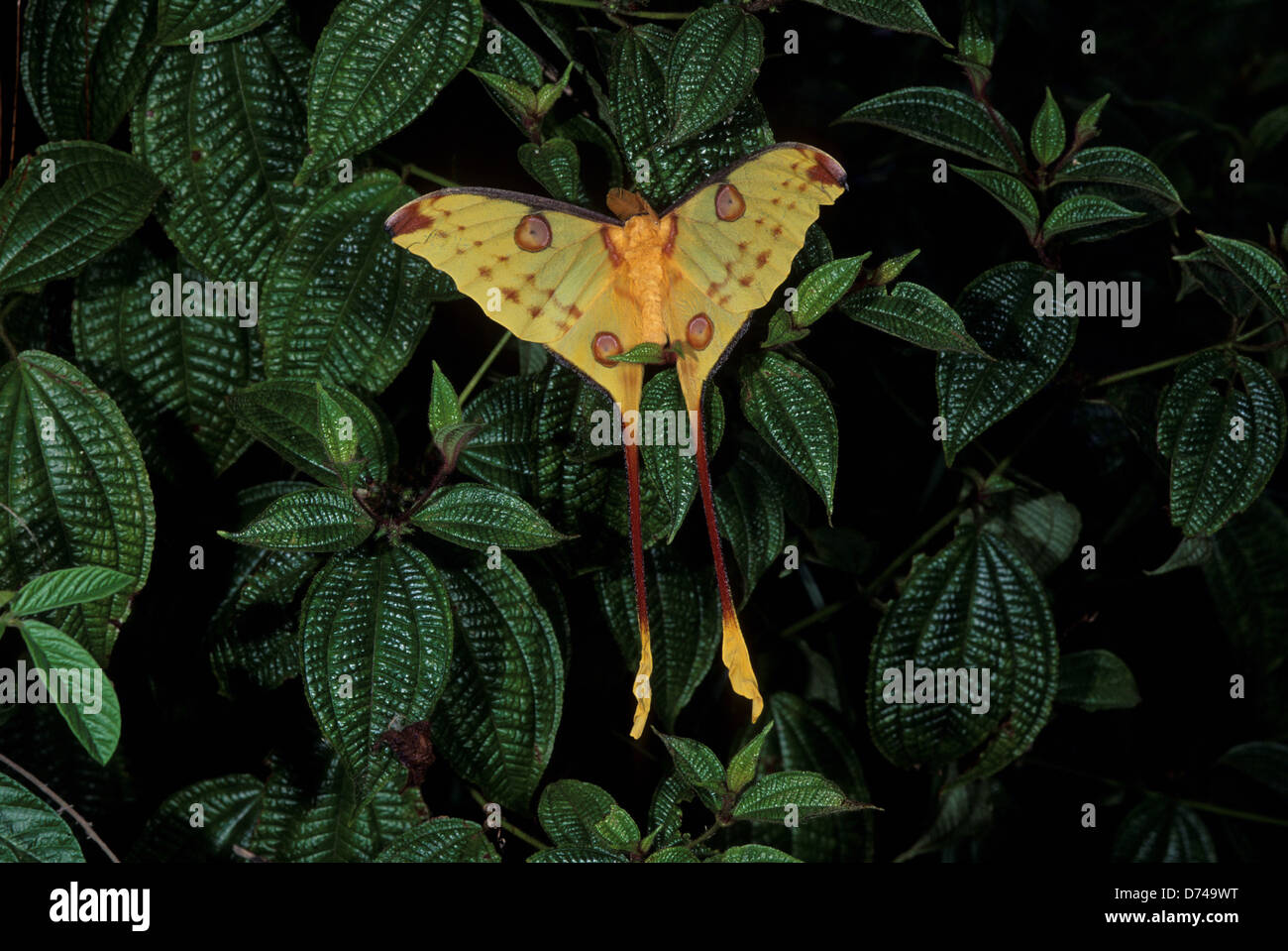 Madagascar, Near Moramanga, Mandraka, Comet Moth (Argema Mittrei Stock ...