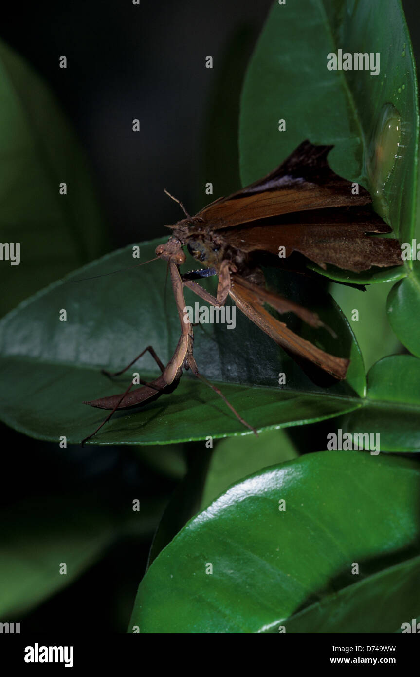 Mandraka butterfly hi-res stock photography and images - Alamy