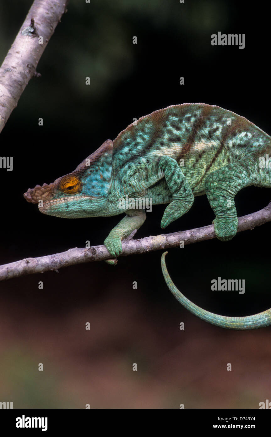 Madagascar, Mandraka, Male Parson'S Chameleon In Tree (Calumma P ...