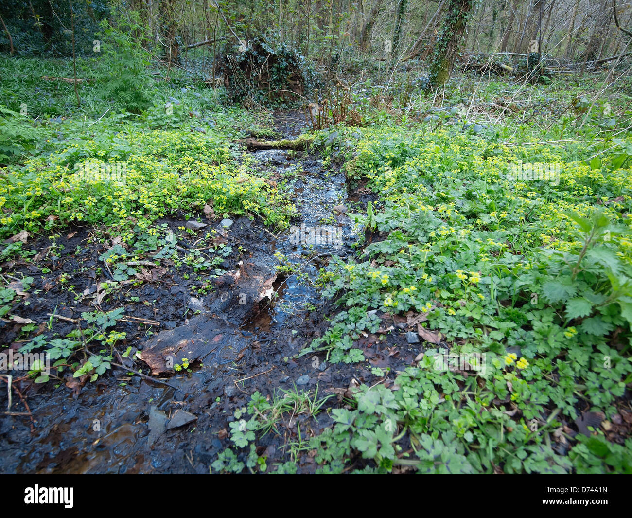 Green Forest and River Stock Photo - Alamy