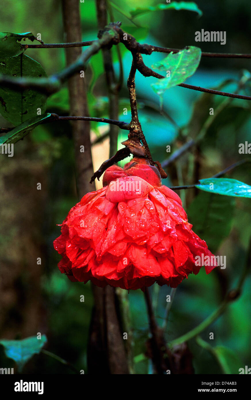 Cruz caspi brownea genus hi-res stock photography and images - Alamy