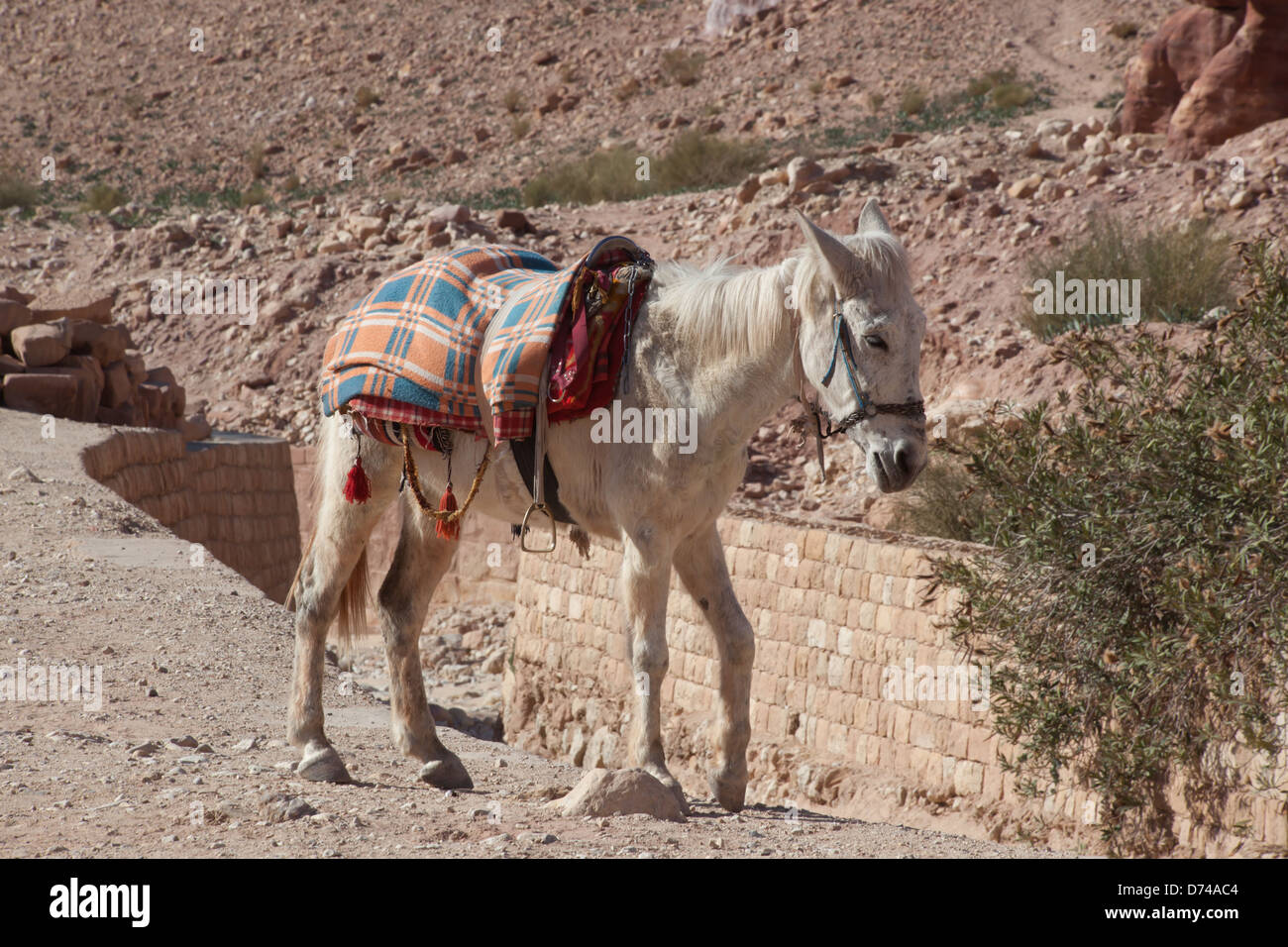 Mule standing in sunshine, saddled and ready for a rider Stock Photo ...