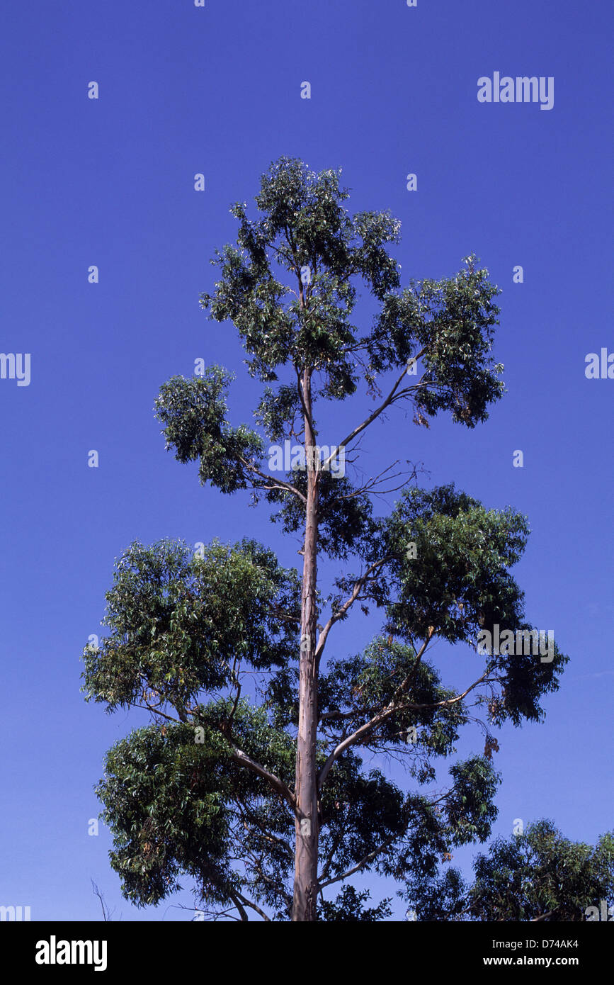 Ecuador, Highlands, Eucalyptus Tree Stock Photo - Alamy