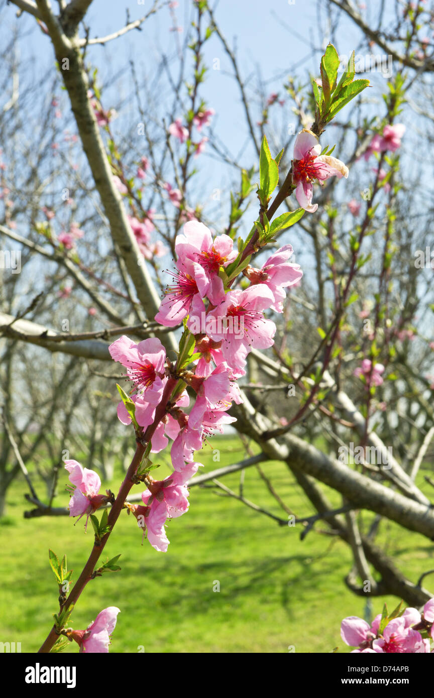 Peach trees in bloom, spring season Stock Photo - Alamy