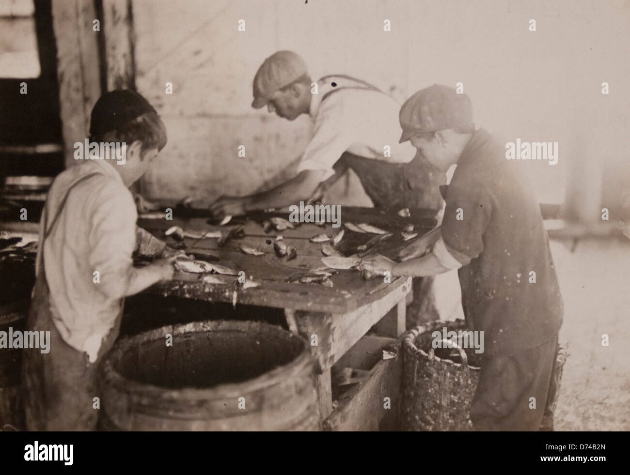 This photo shows boys working in a sardine cannery in Eastport, Maine ...