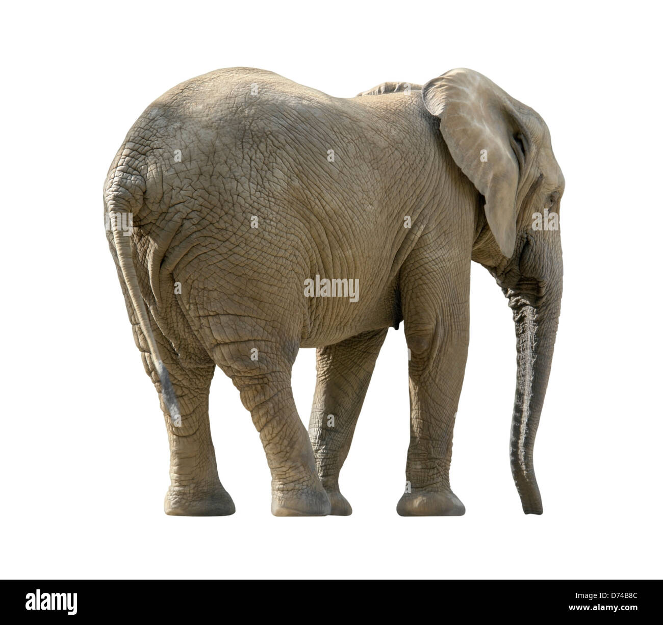 african elephant in white back Stock Photo - Alamy