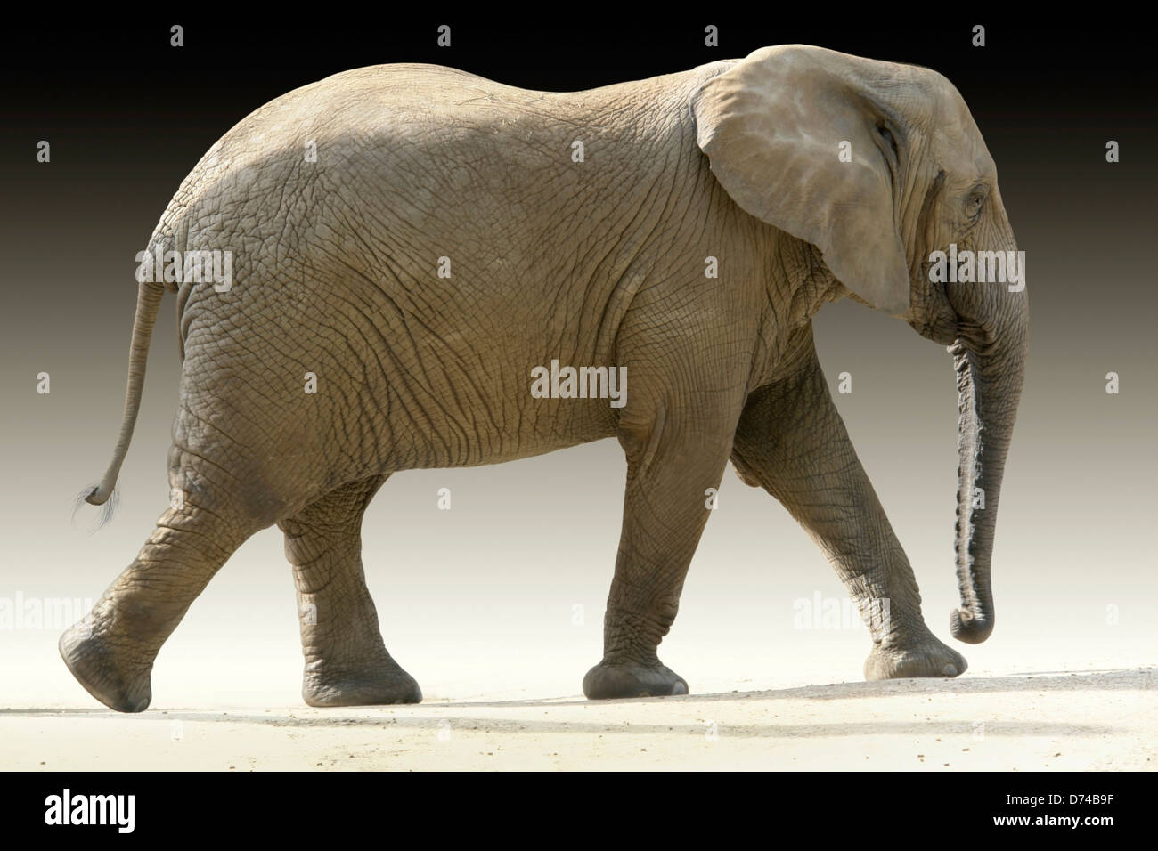 african elephant partly isolated in gradient back Stock Photo - Alamy