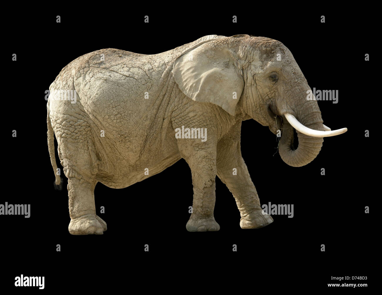 african elephant in black back Stock Photo - Alamy