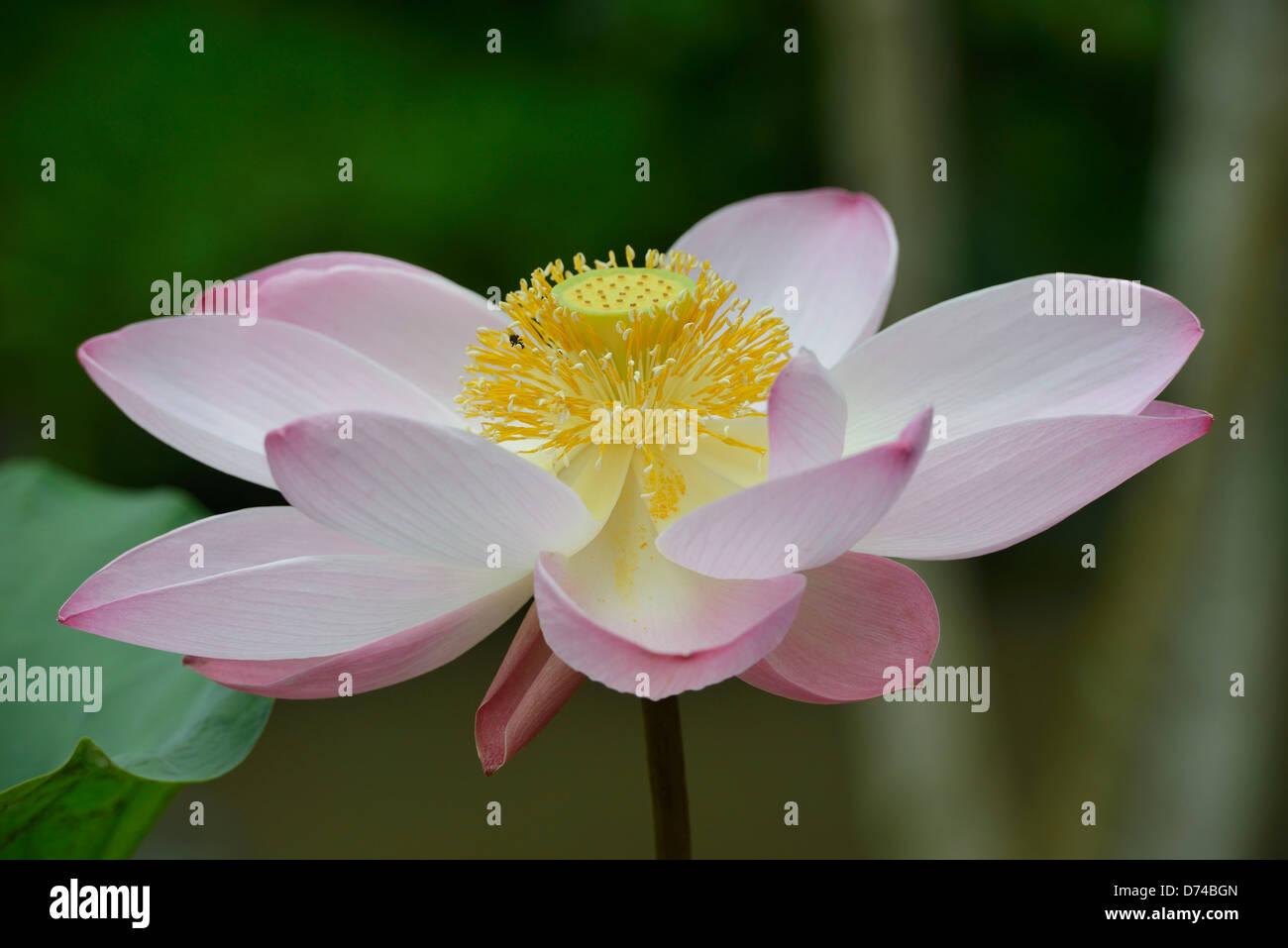 Indonesia Bali Lotus flower Stock Photo - Alamy