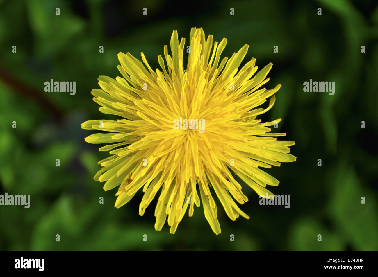 Taraxacum officinale - Beautiful yellow dandelion flower. Spring season ...