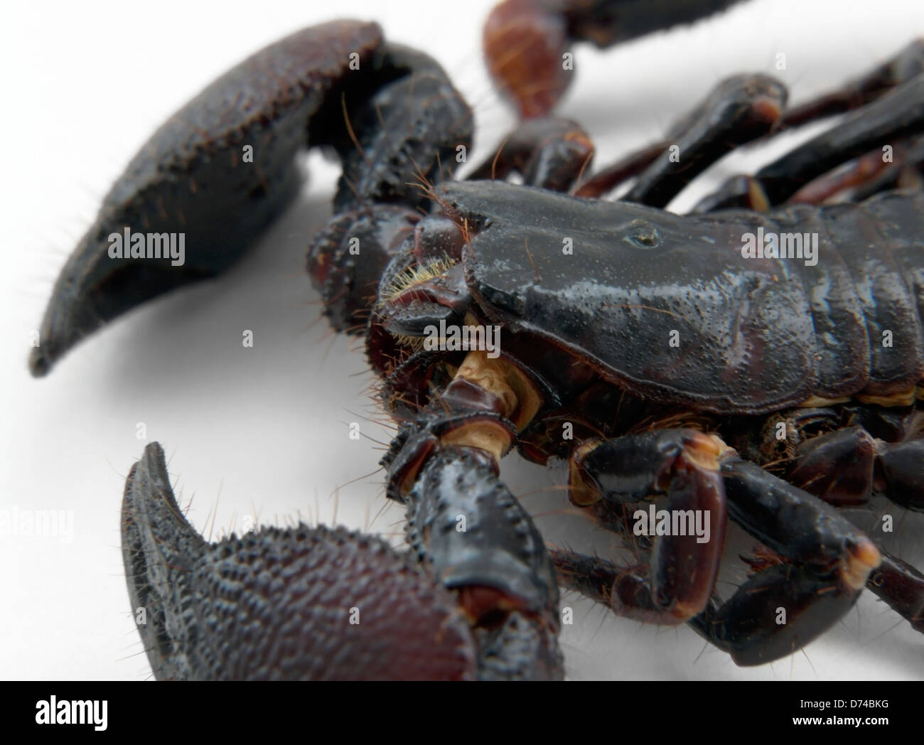 Pandinus imperator hi-res stock photography and images - Alamy