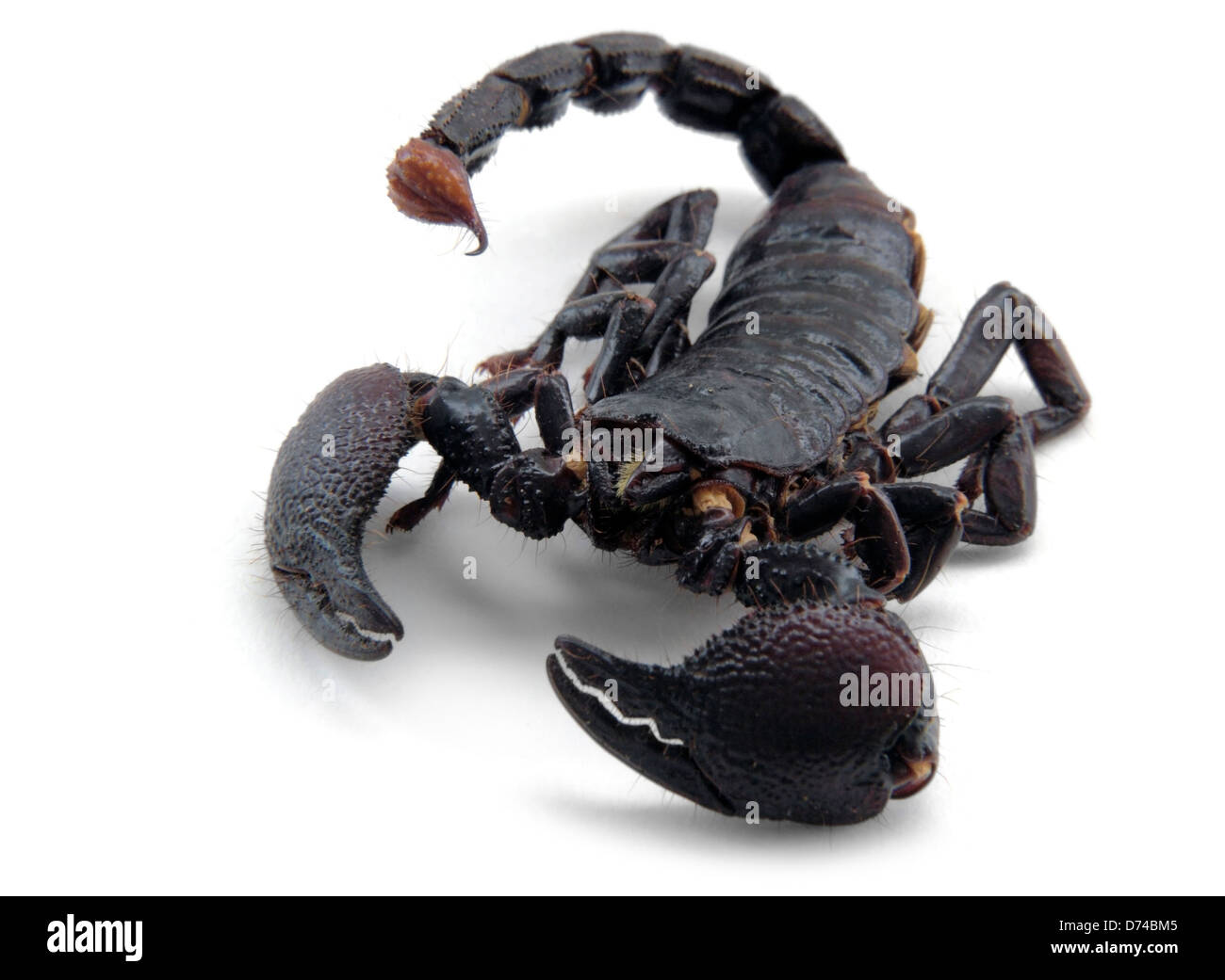 front side studio photography of a Pandinus Imperator isolated on white ...