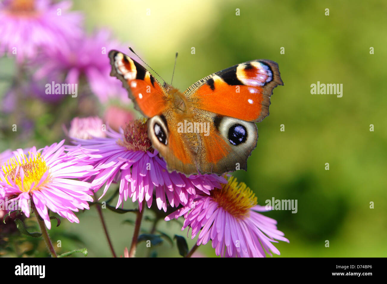 Multi color butterfly hi-res stock photography and images - Alamy