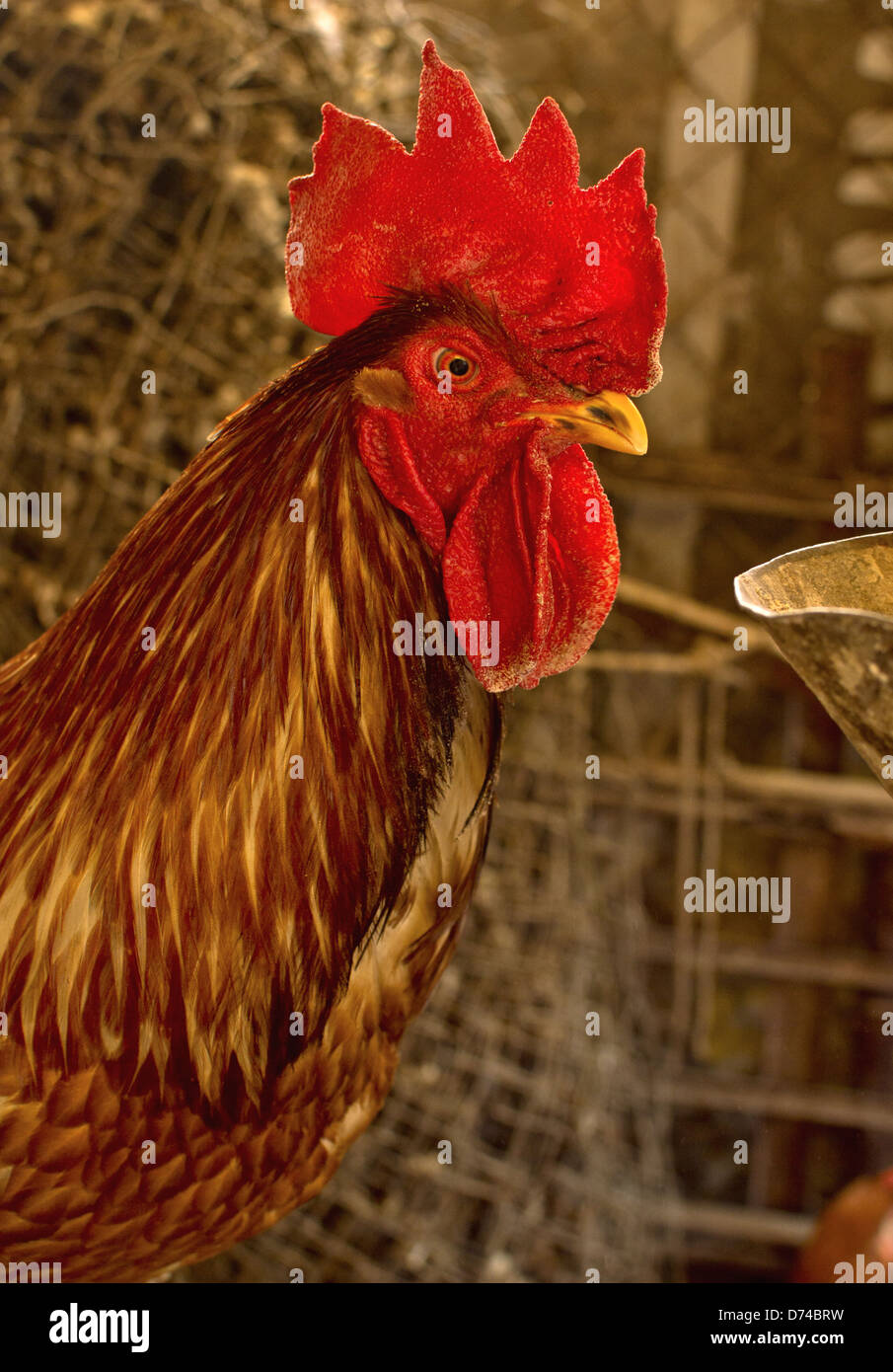 Red rooster portrait, in natural surroundings, agriculture and farm ...