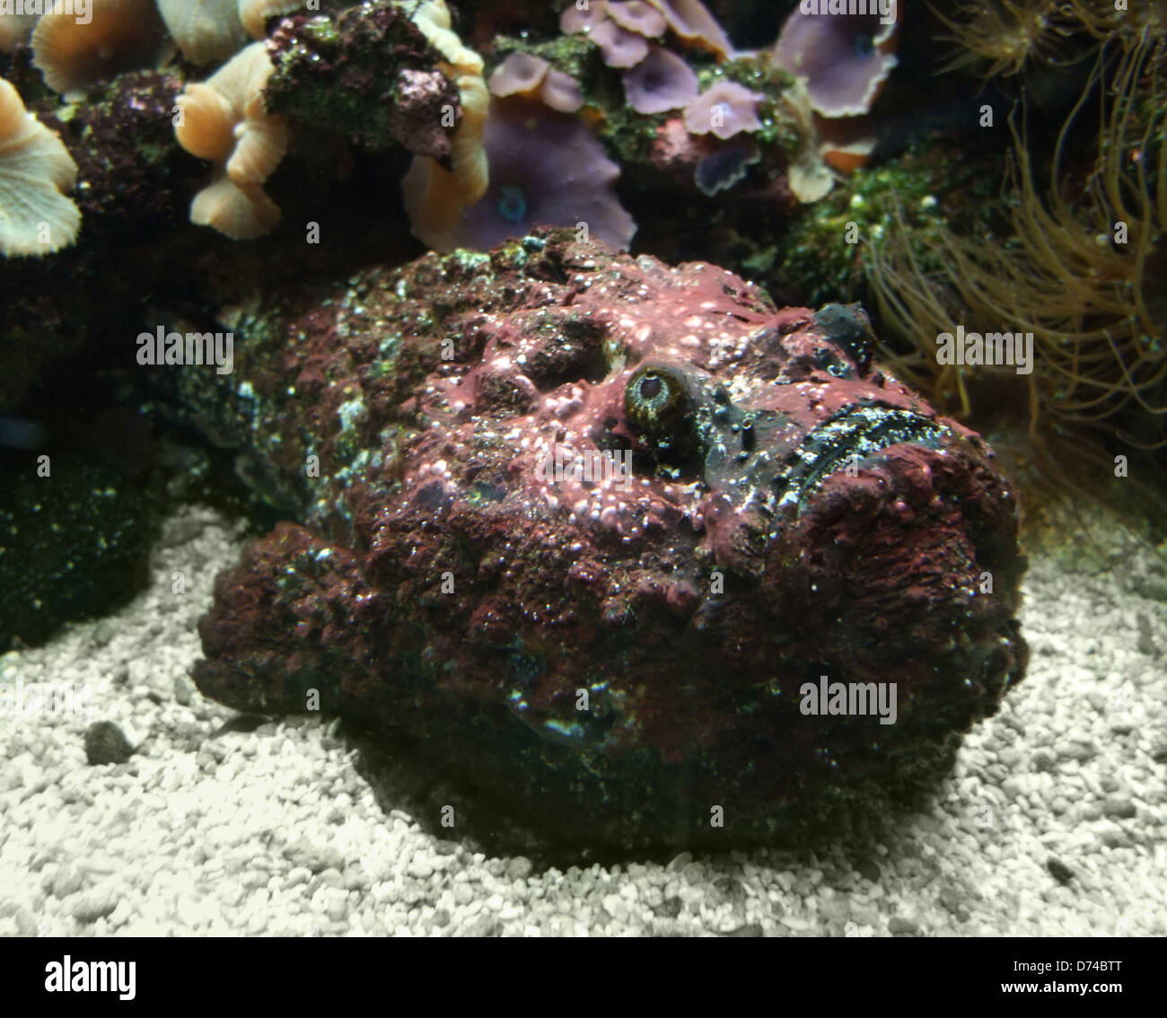 Reef stonefish hi-res stock photography and images - Alamy