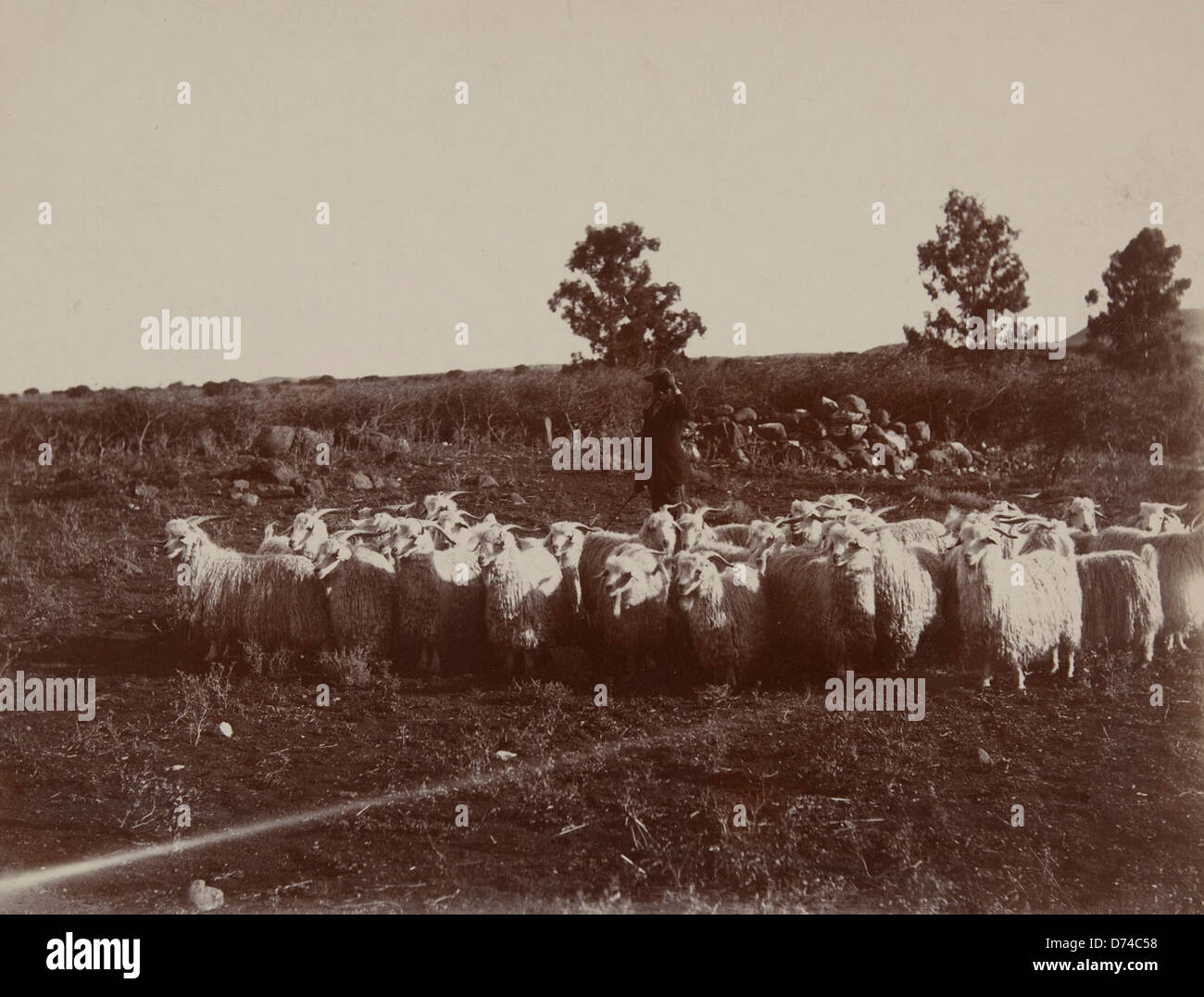 This photograph captures a sheep and its herder in New Zealand ...