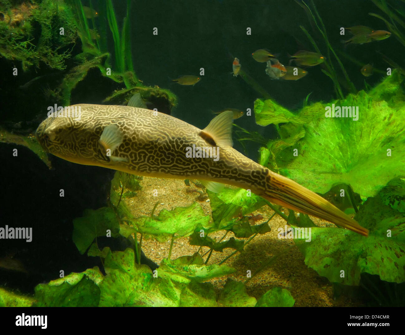 Freshwater blowfish hi-res stock photography and images - Alamy