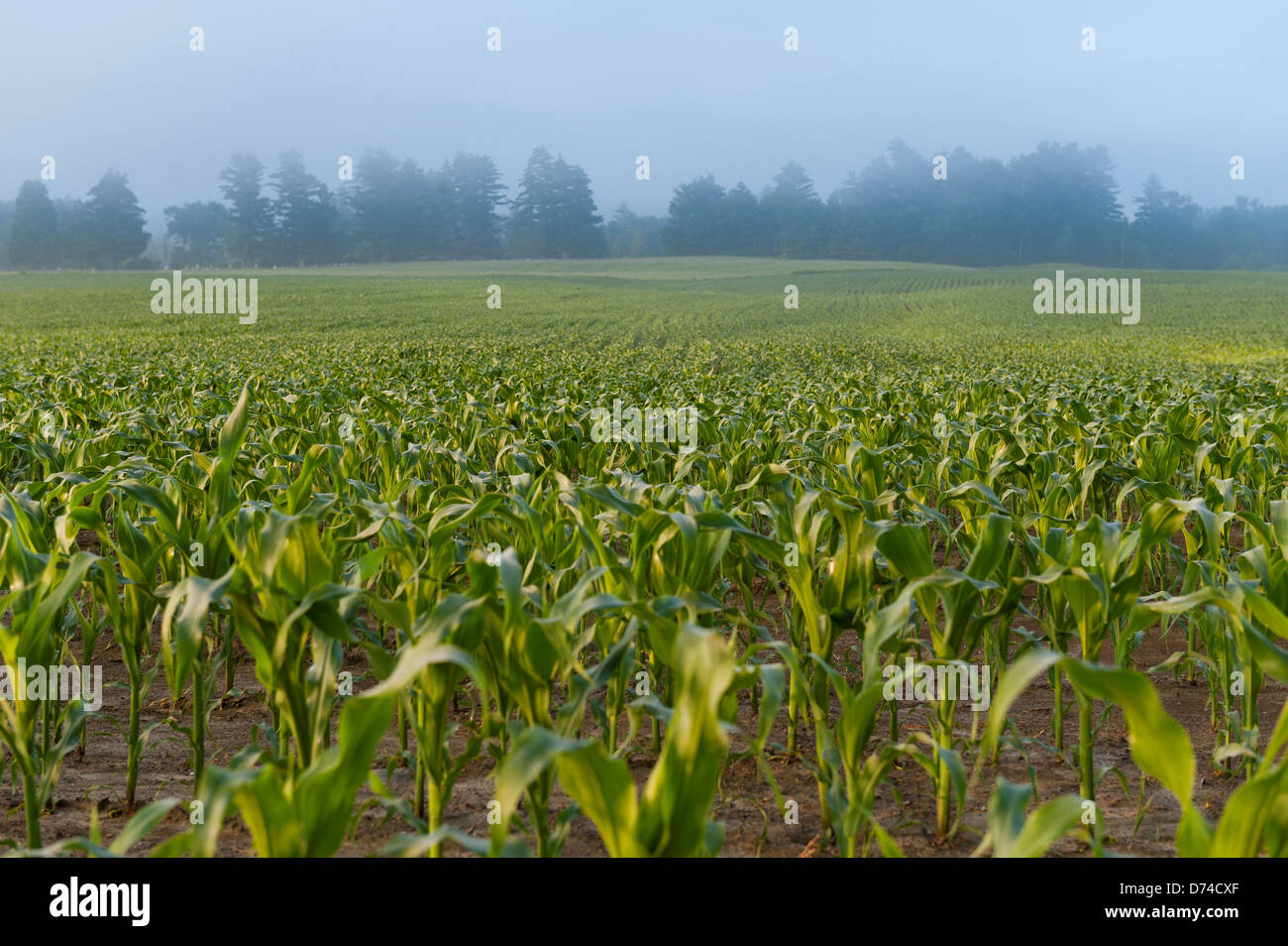 Cornfield during fog hi-res stock photography and images - Alamy