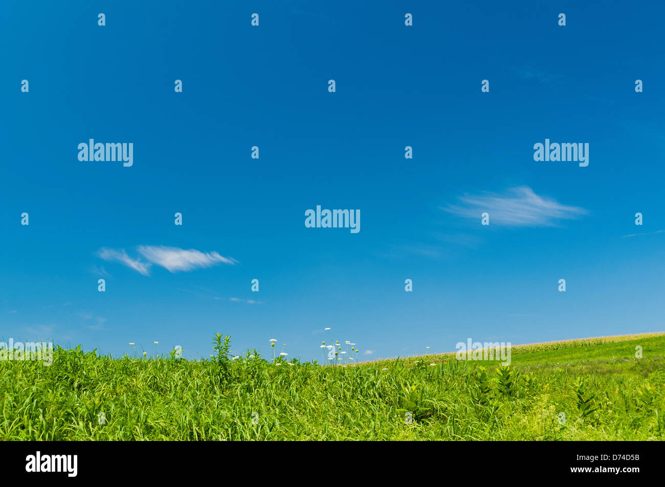 Corn field, New York State, USA Stock Photo - Alamy