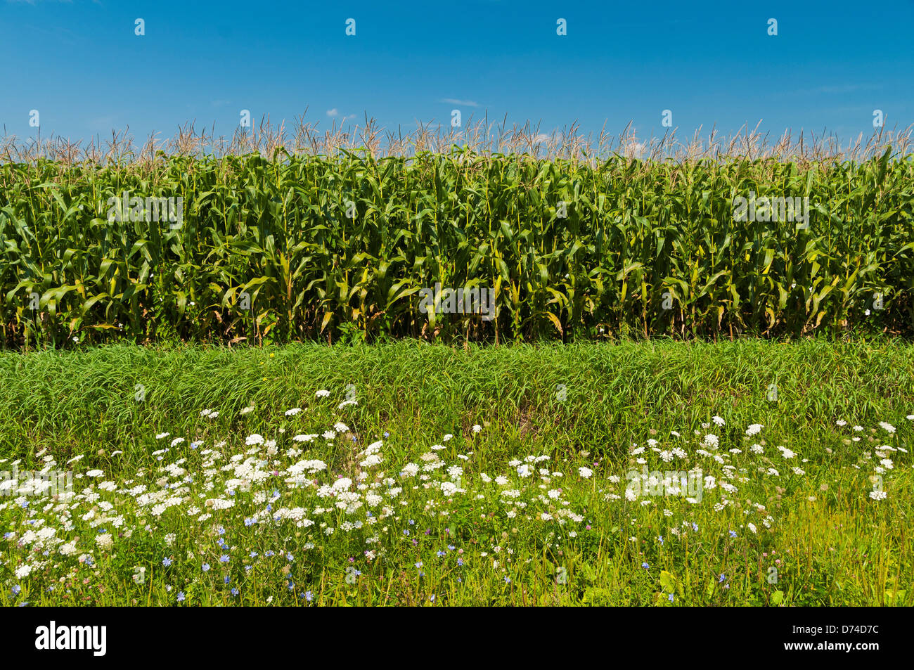 Flowers in a corn field, New York State, USA Stock Photo - Alamy