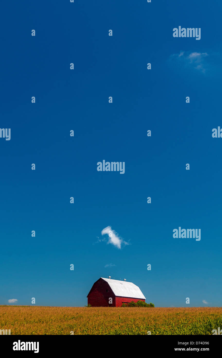 Barn in a corn field, New York State, USA Stock Photo - Alamy