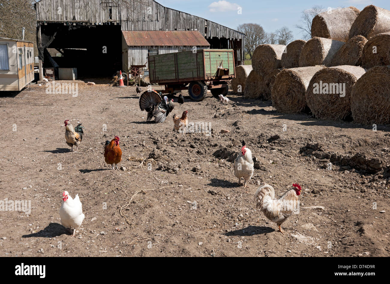 Free range chickens hens in a farmyard farm farming poultry bird birds ...