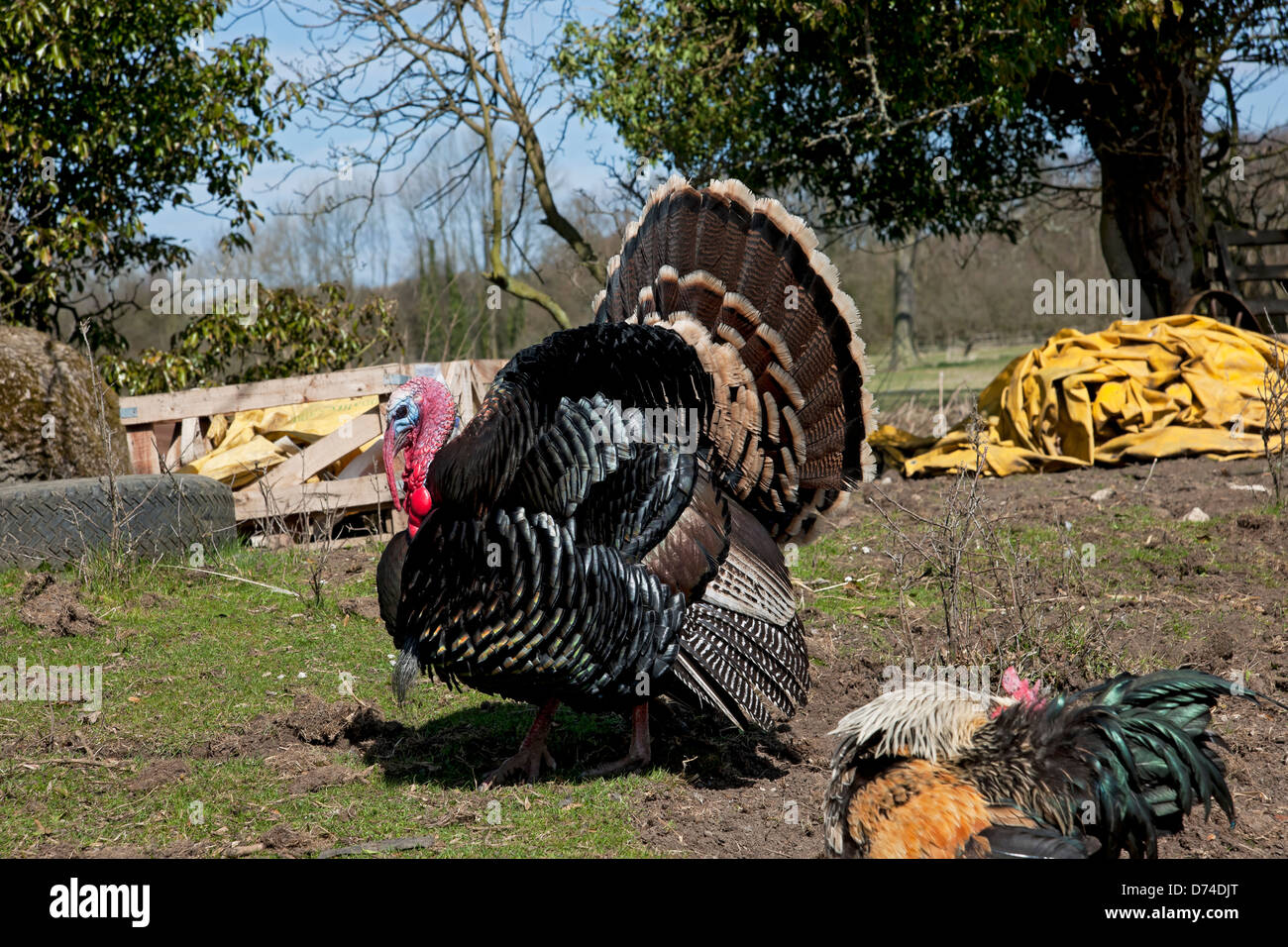 Close up of turkey cock in a farmyard farm poultry large male bird ...