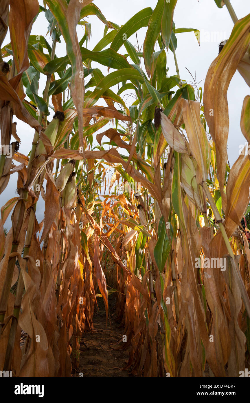 Usa vermont stowe field hi-res stock photography and images - Alamy