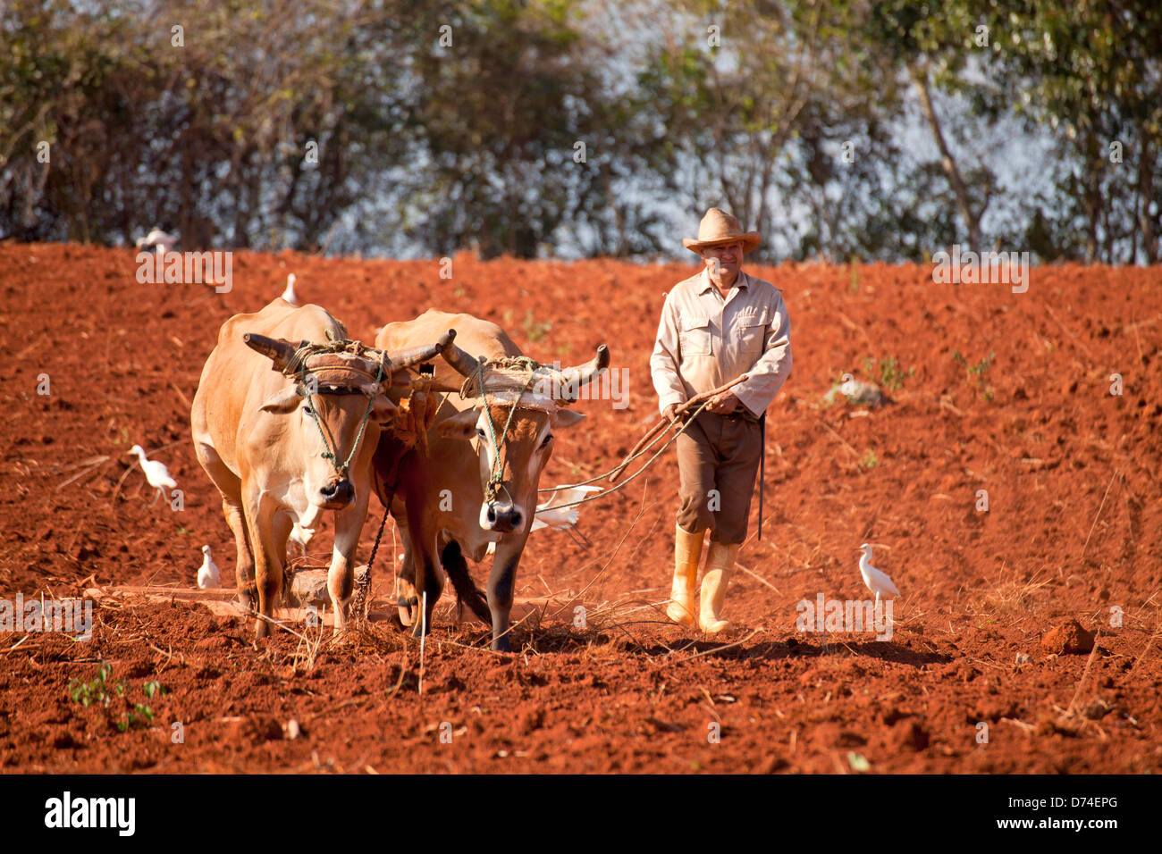 Ox with plough hi-res stock photography and images - Alamy