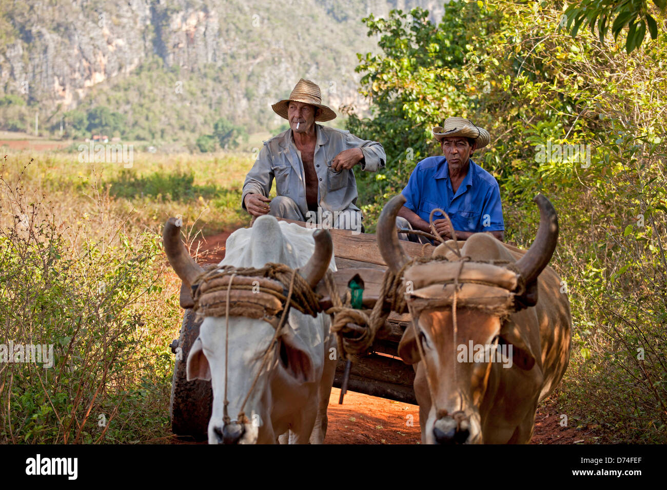 Ox Drawn Wagon High Resolution Stock Photography and Images - Alamy