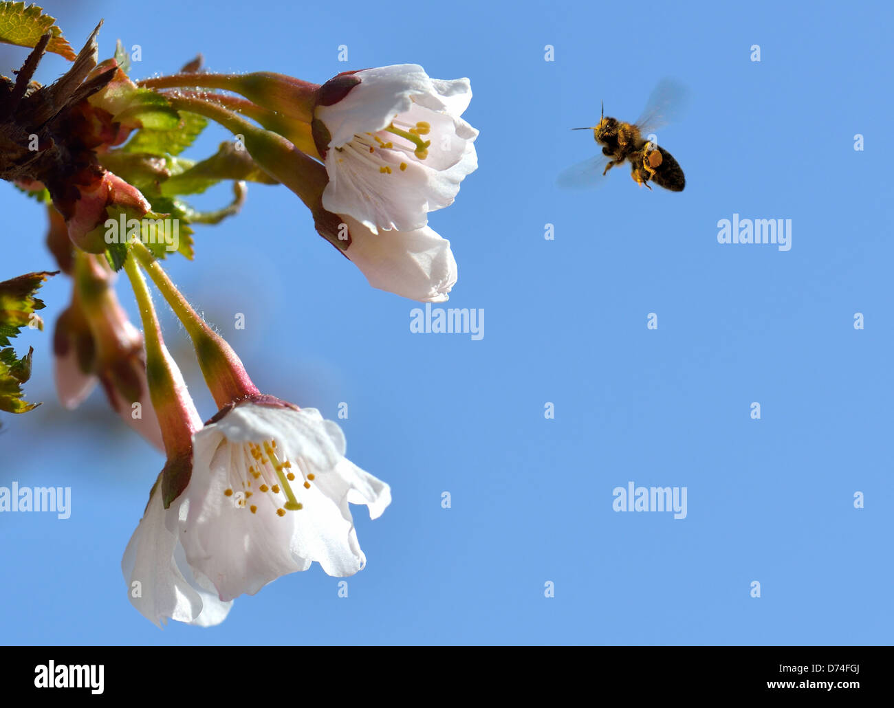 Flight of an insect hi-res stock photography and images - Alamy