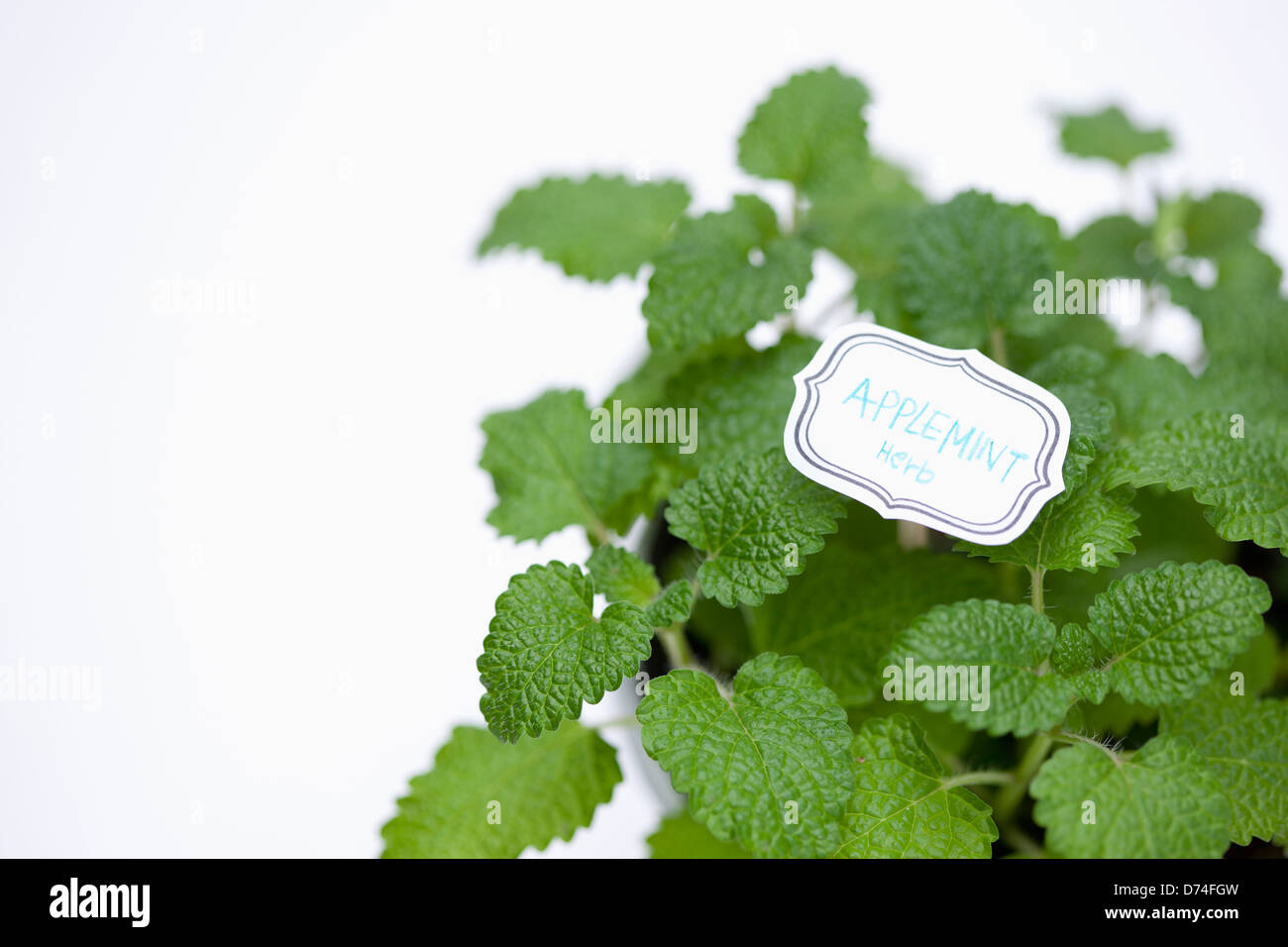 Applemint hi-res stock photography and images - Alamy