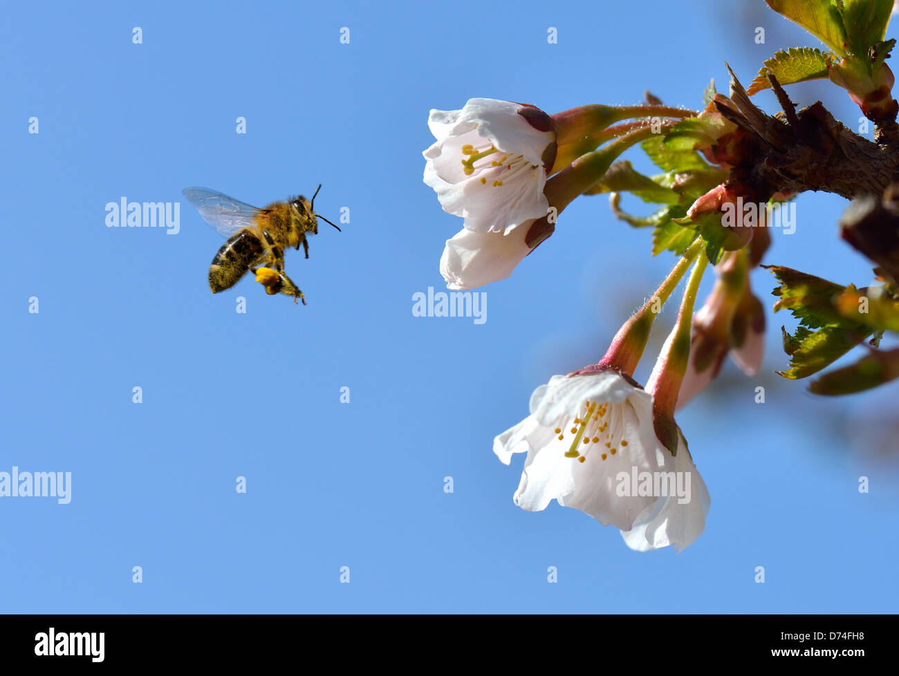 A bee on a flower in flight Stock Photo - Alamy