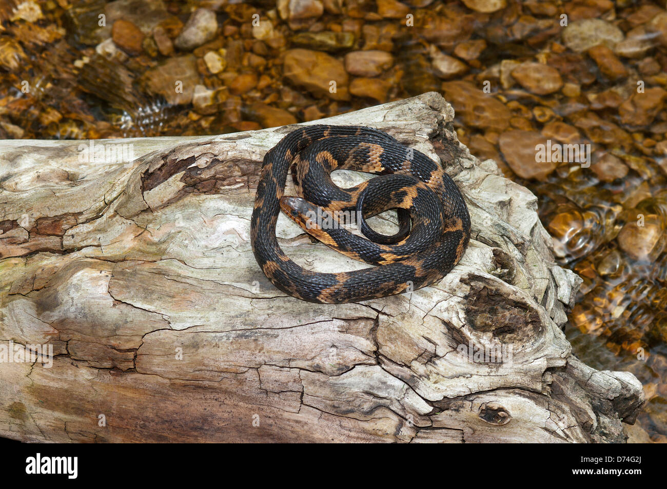 Banded water snake hi-res stock photography and images - Alamy