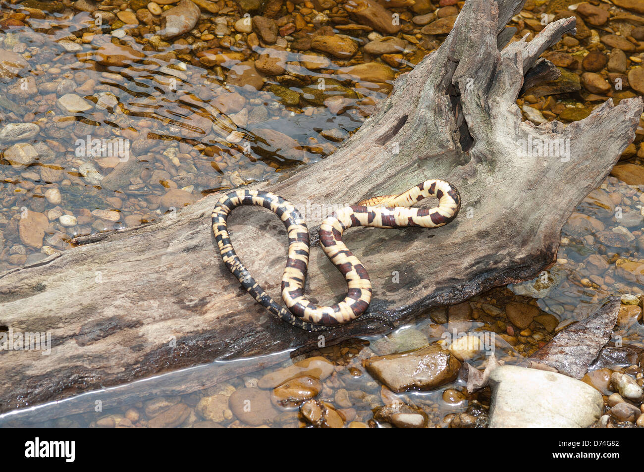 Banded water snake hi-res stock photography and images - Alamy
