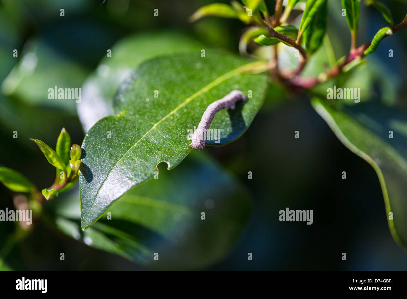 An inch worm works his way across a new leaf of spring munching through ...