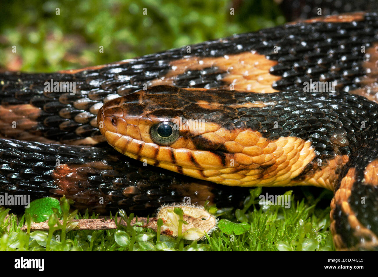 Broad-banded Water Snake, Nerodia fasciata confluens, snake, reptile ...