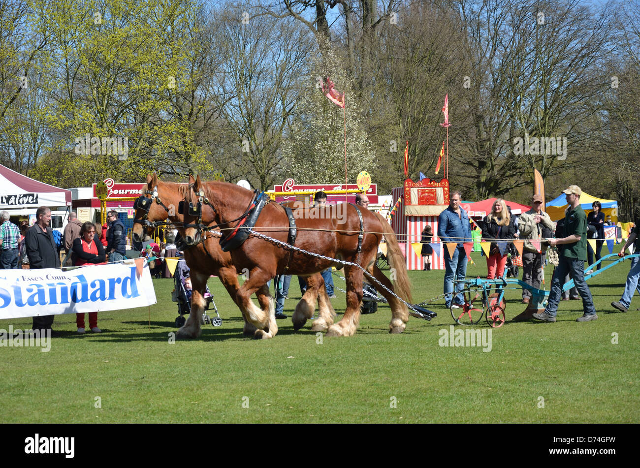Pair of Suffolk Punch horses in harness with plough Stock Photo - Alamy