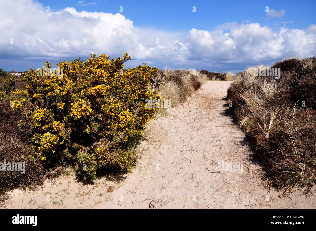 A view of Studland Heath nature reserve Stock Photo - Alamy