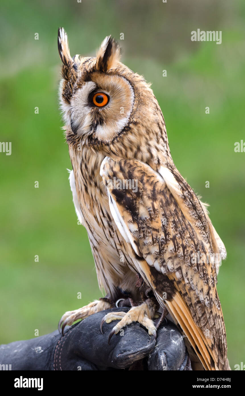 Animal eyebrows hi-res stock photography and images - Alamy
