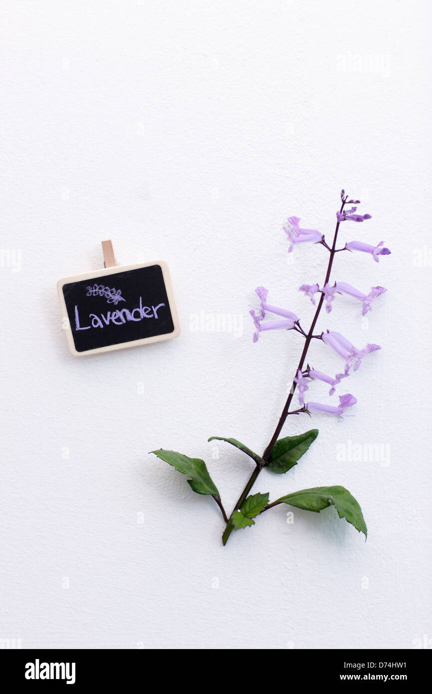 lavender with a name tag in white background Stock Photo - Alamy