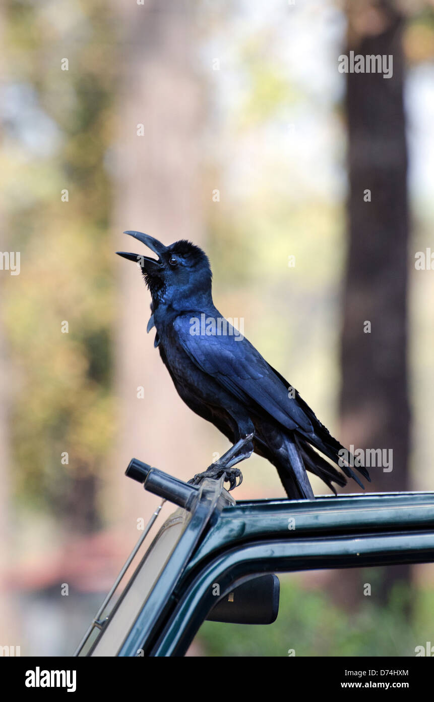 indian jungle crow,corvus (macrorhynchos) culminatus,tourist jeep,kanha ...