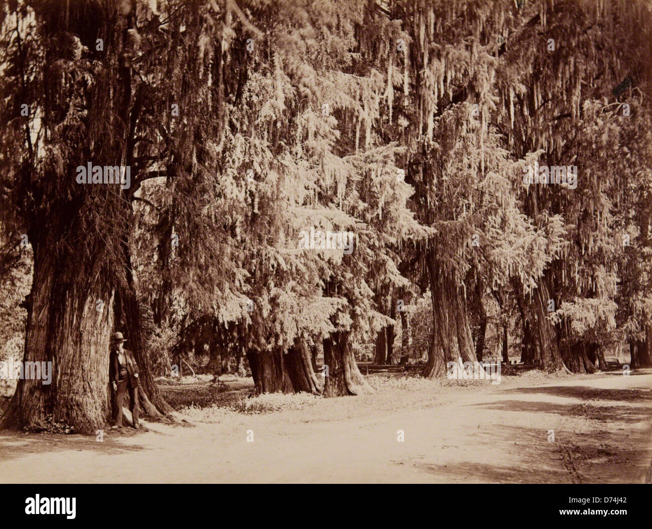 Bosque de chapultepec forest hi-res stock photography and images - Alamy