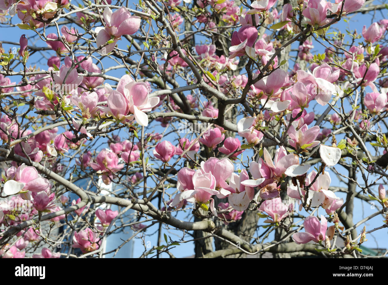 Spring magnolia tree urban park hi-res stock photography and images - Alamy