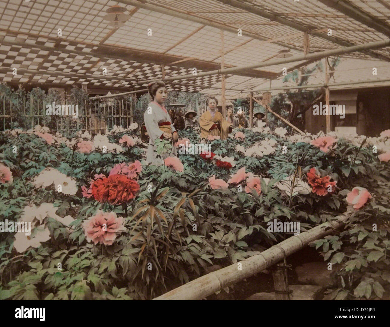 A serene photograph of a peony garden, captured by the Museum of ...