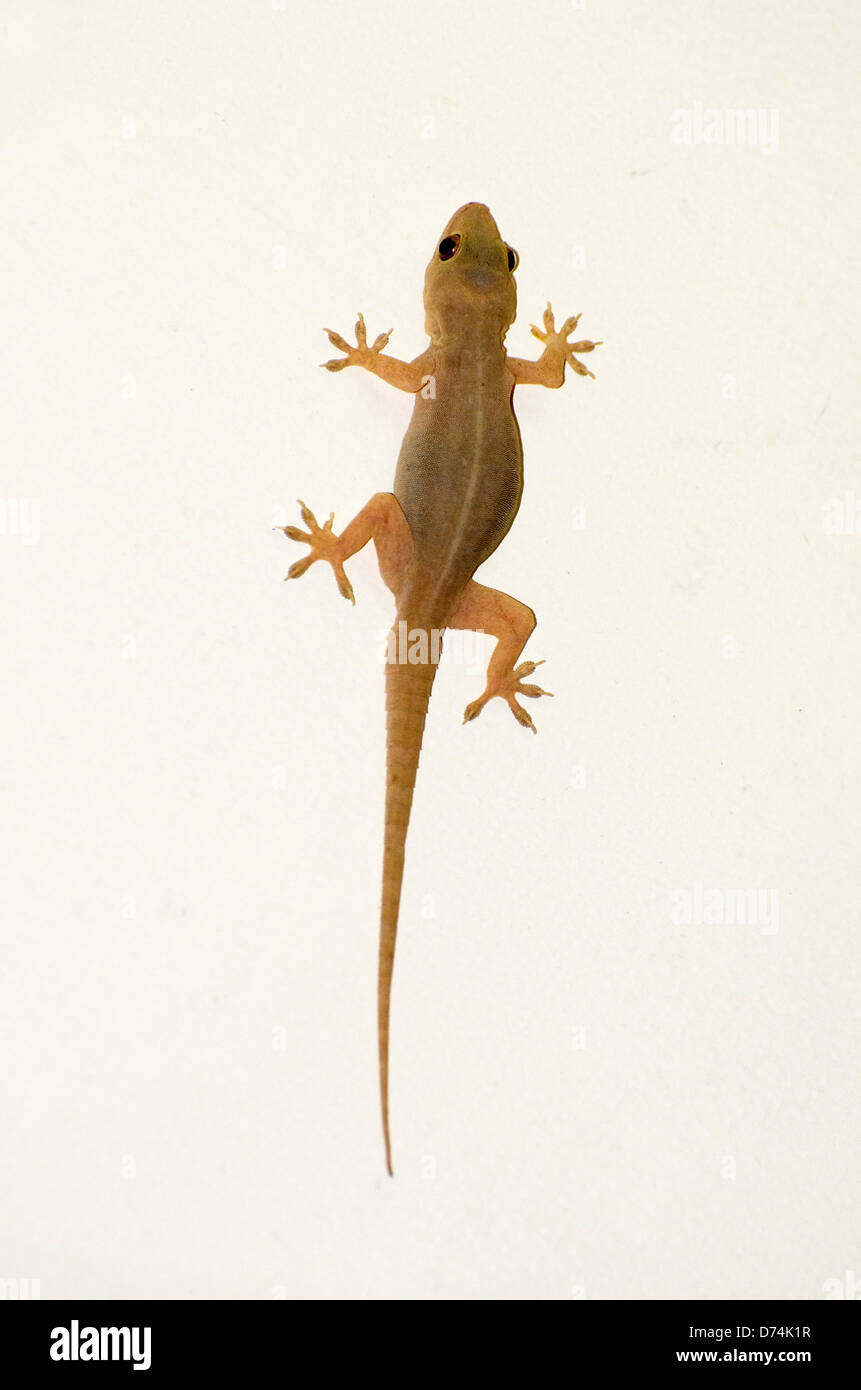 gecko species,ceiling,dining room,madhya pradesh,india Stock Photo - Alamy