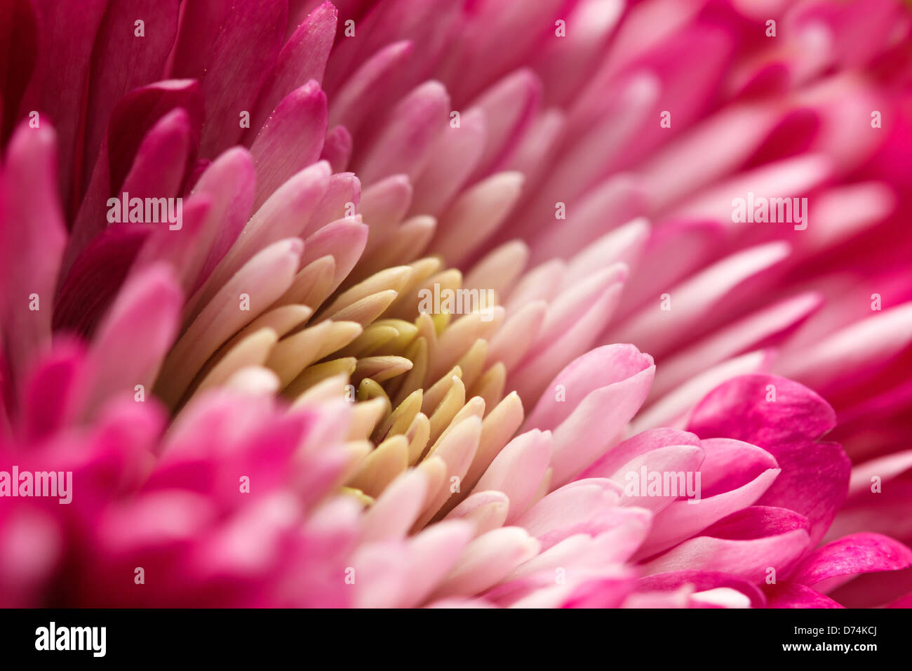 Aster bloom closeup hi-res stock photography and images - Alamy